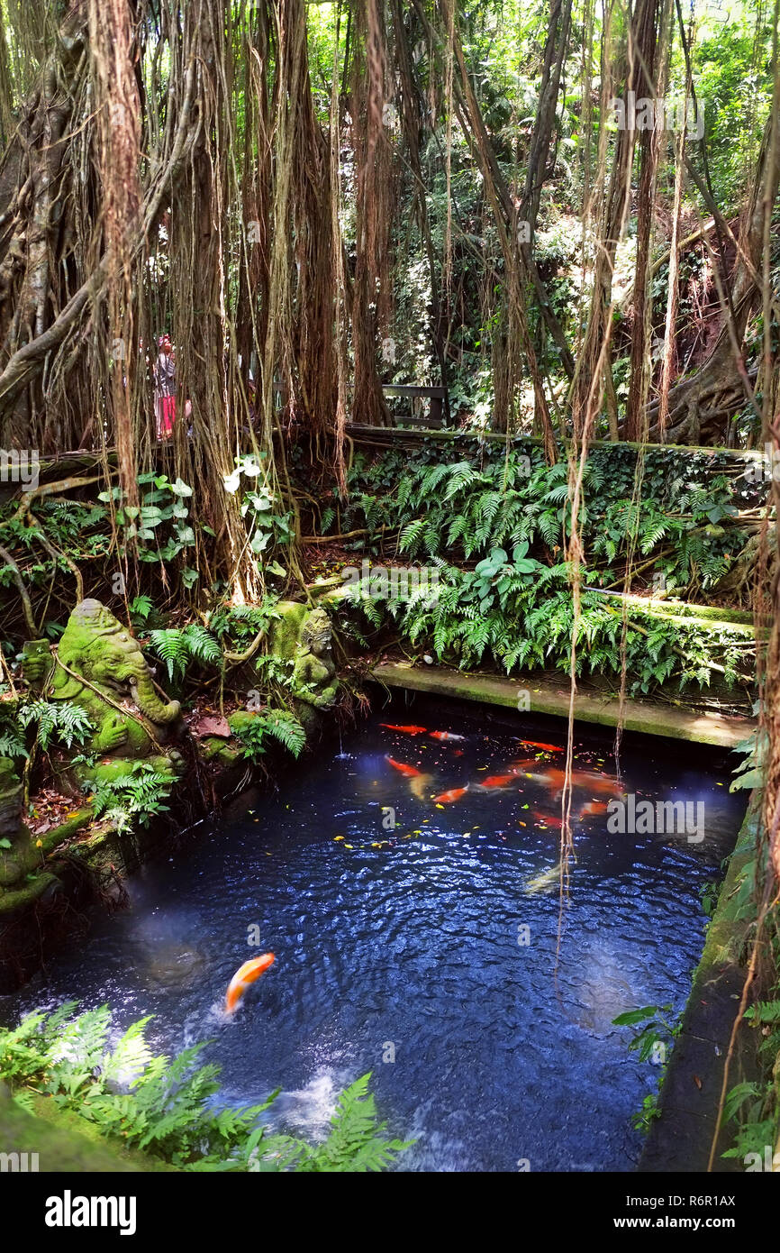 Raign forest hi-res stock photography and images - Alamy