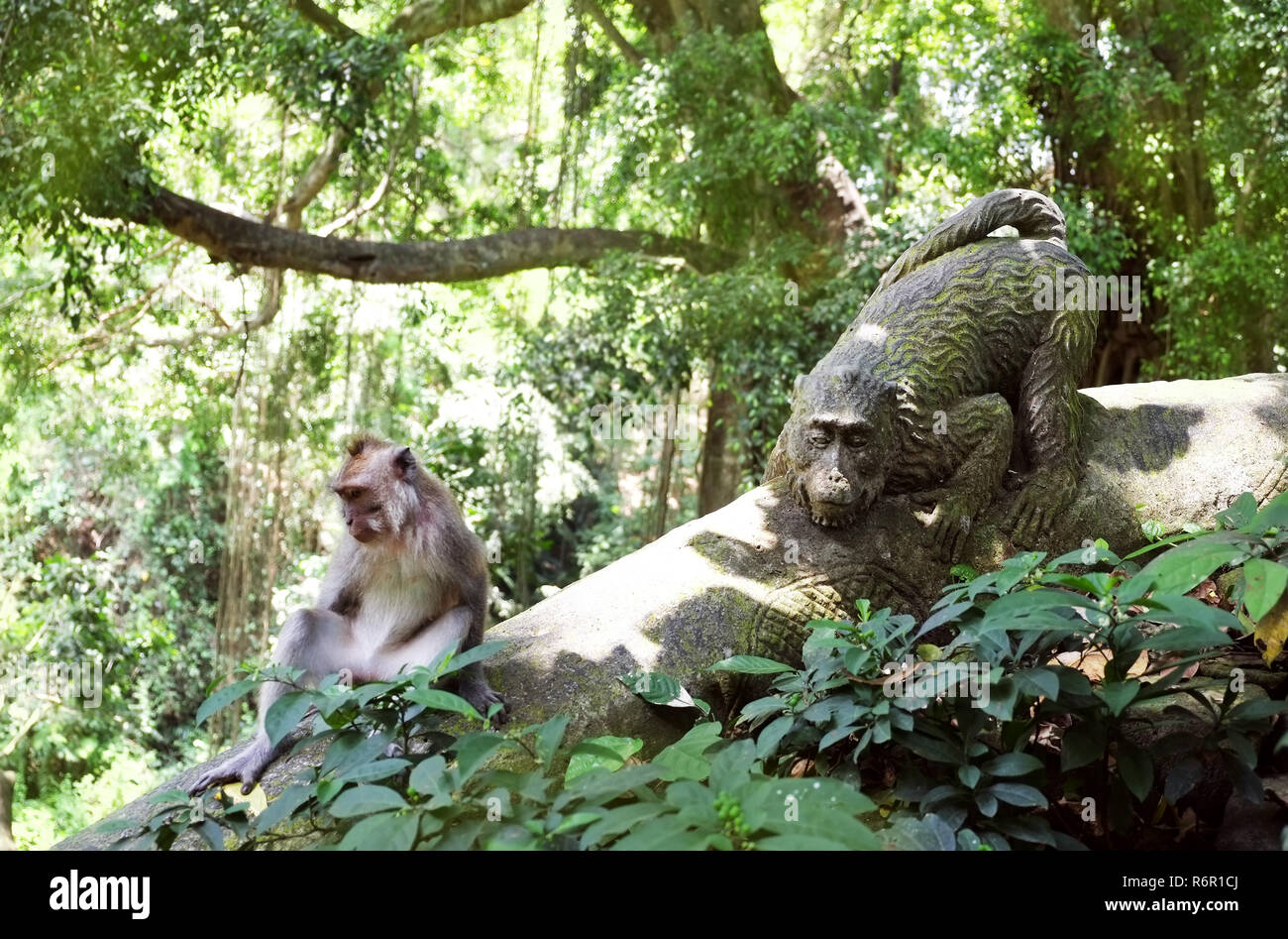 Monkey forest, Ubud Stock Photo - Alamy