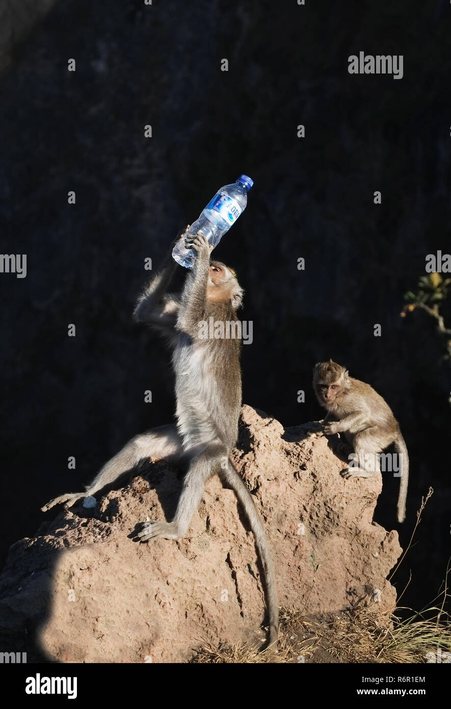 Monkey dringing from plastic bottle Stock Photo - Alamy