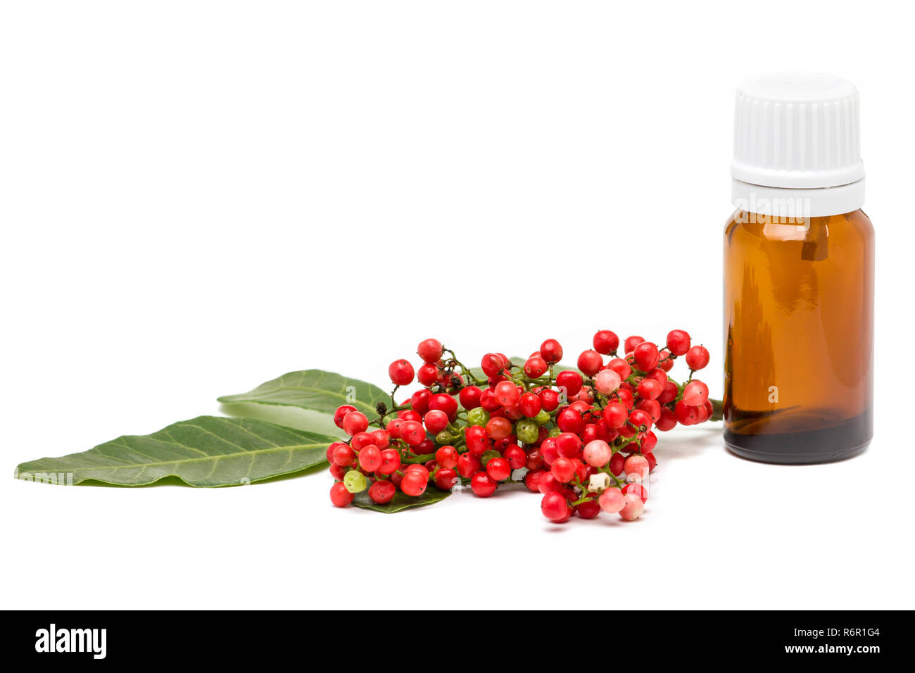 Pistacia lentiscus, lentisk red Berries and essential oil glass bottle ...