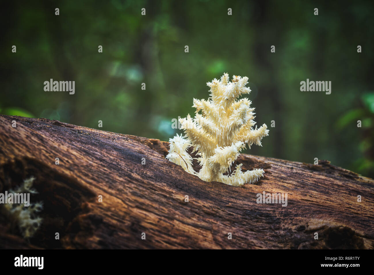 Delicious edible white mushroom Coral Hericium Stock Photo - Alamy