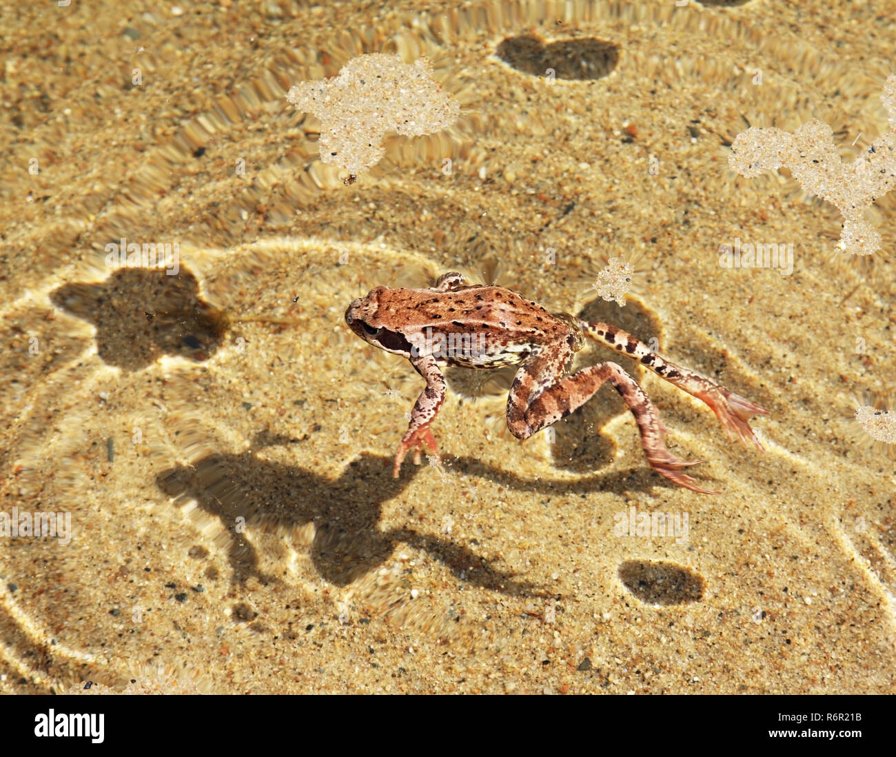 Frog at Lake Lyokshmozero. Morshchikhinskaya village. Kargopolsky ...