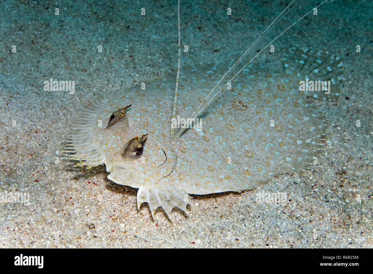 Pfauenaugen butt, (Bothus mancus) auf Sandgrund, Saparua, Insel ...