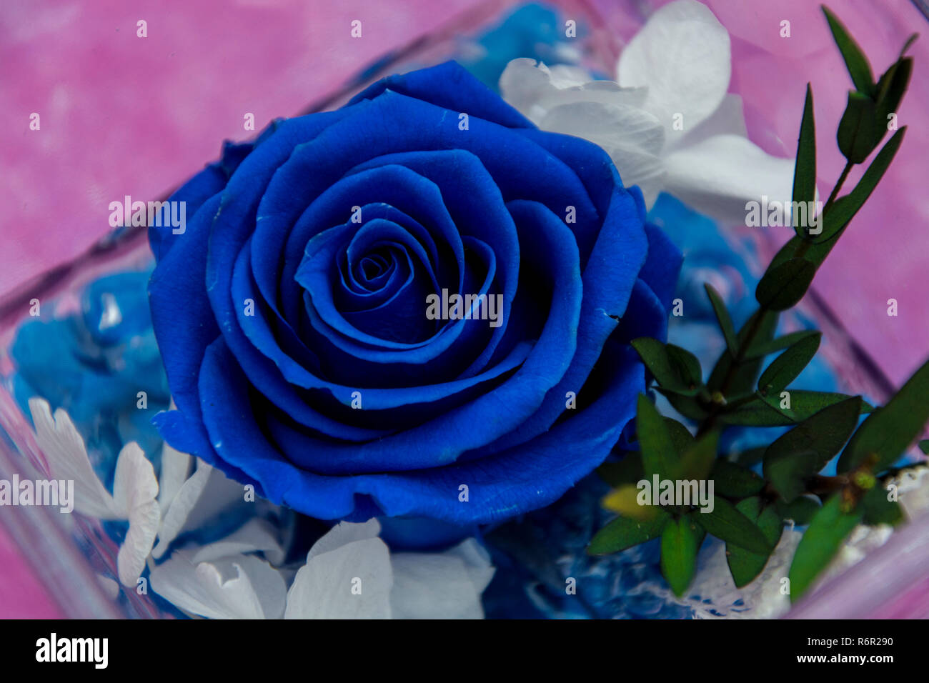 Floral arrangement. Blue Rose flower Stock Photo - Alamy
