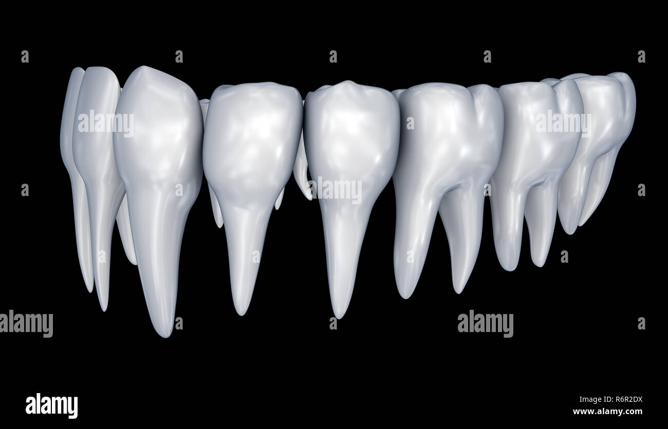 Human Teeth 3d instalation. Medically accurate dentistry anatomy Stock ...