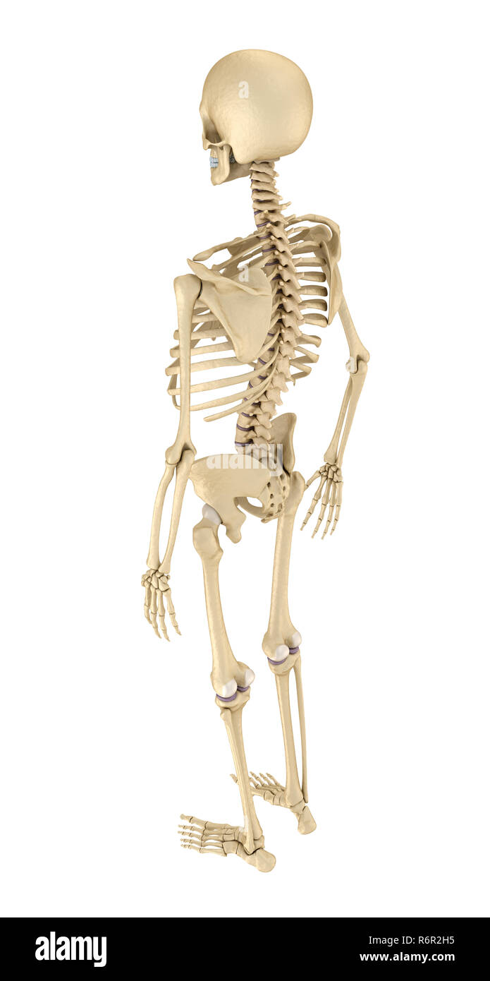 Human skeleton isolated , Medically accurate 3d illustration Stock ...