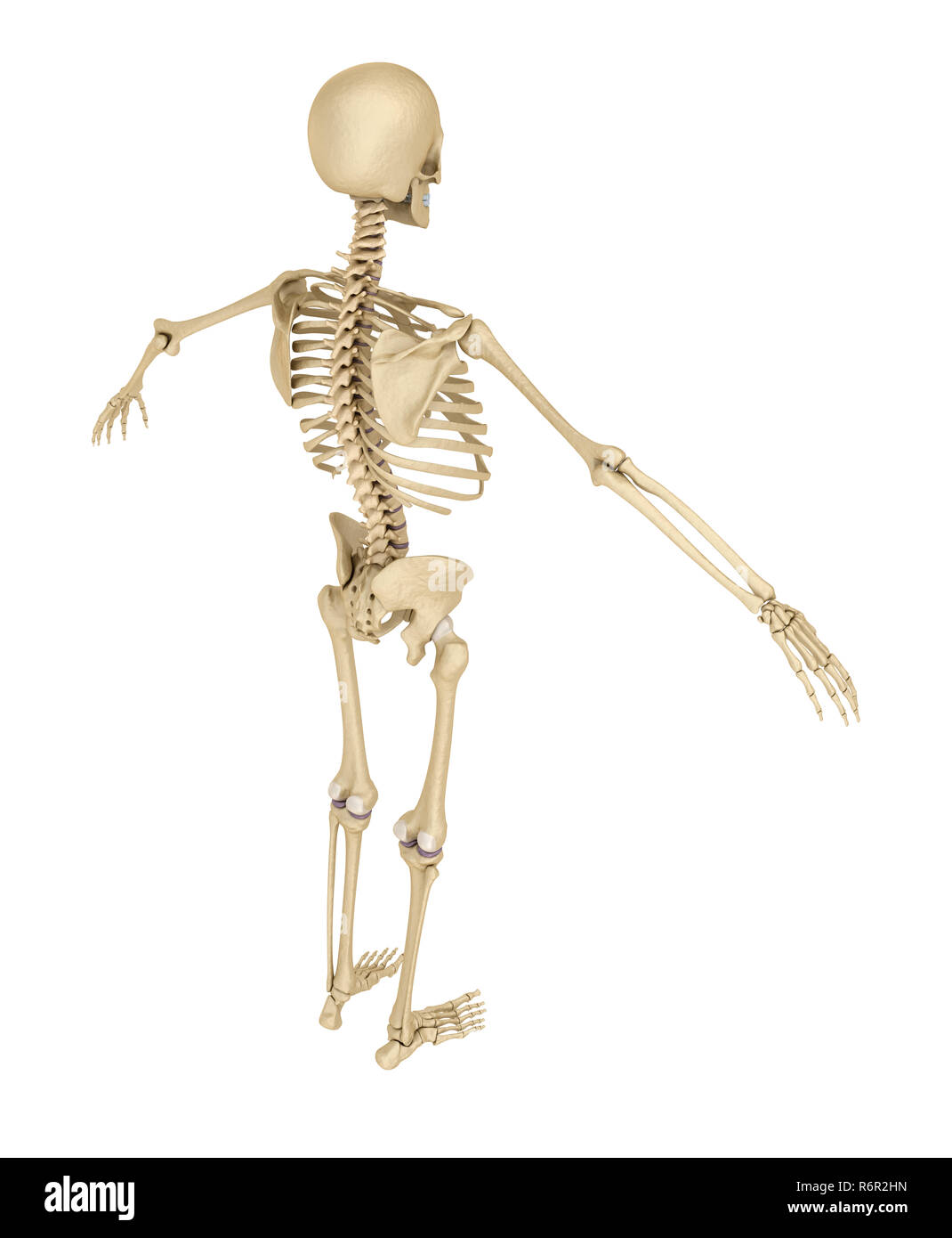 Human skeleton isolated , Medically accurate 3d illustration Stock ...