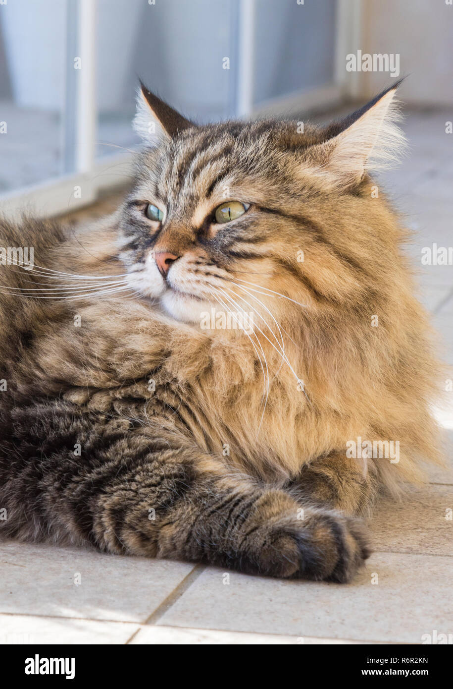 Brown tabby siberian cat outdoor in a garden, long haired Stock Photo ...