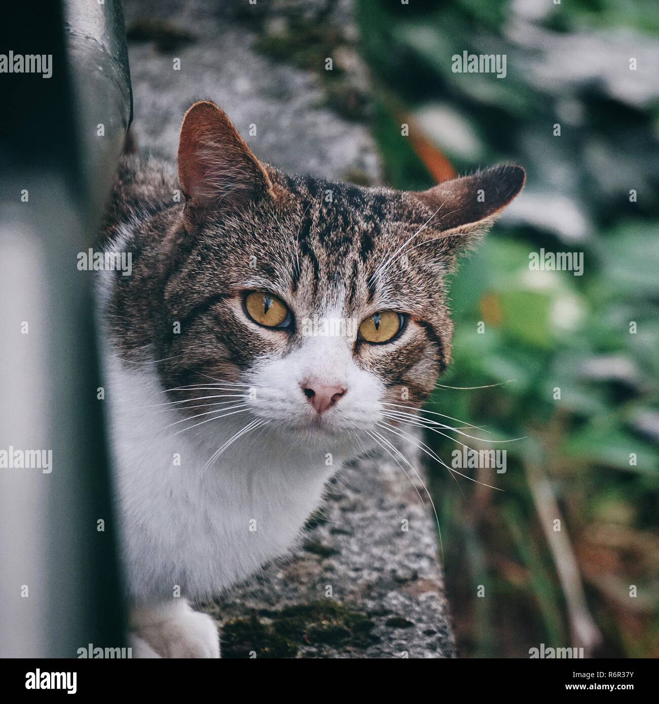 the beautiful cat portrait in the street Stock Photo - Alamy