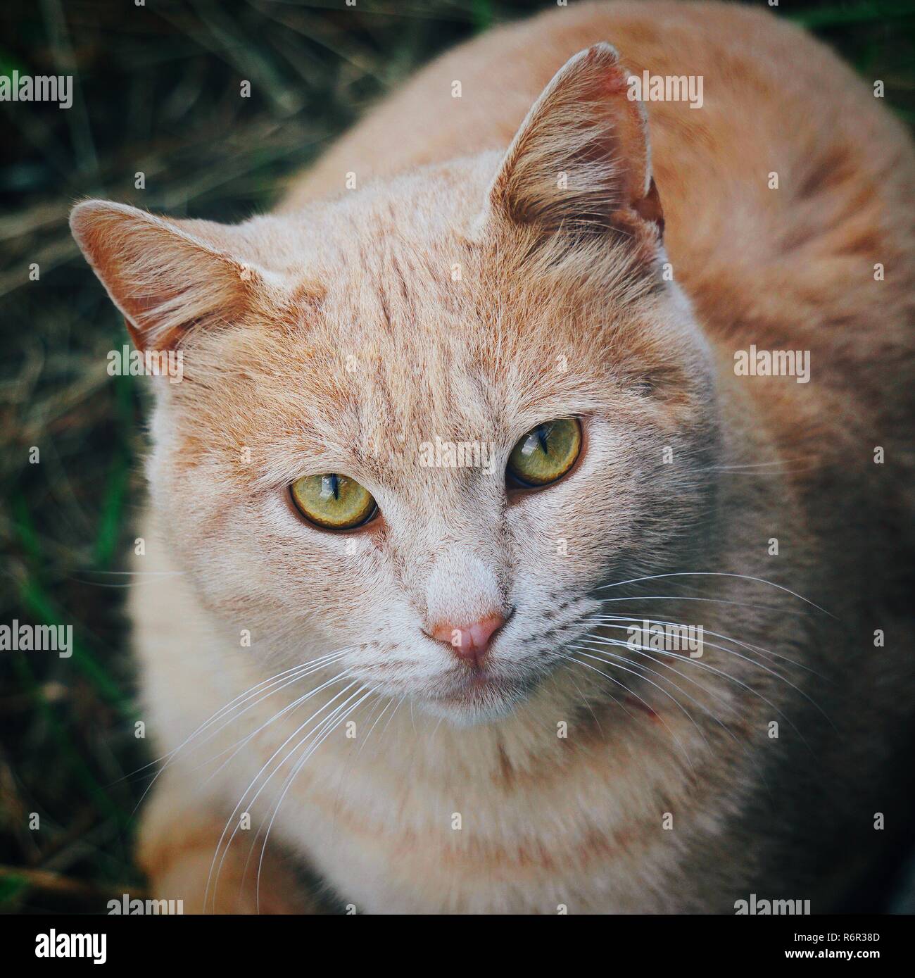 the beautiful cat portrait in the street Stock Photo - Alamy