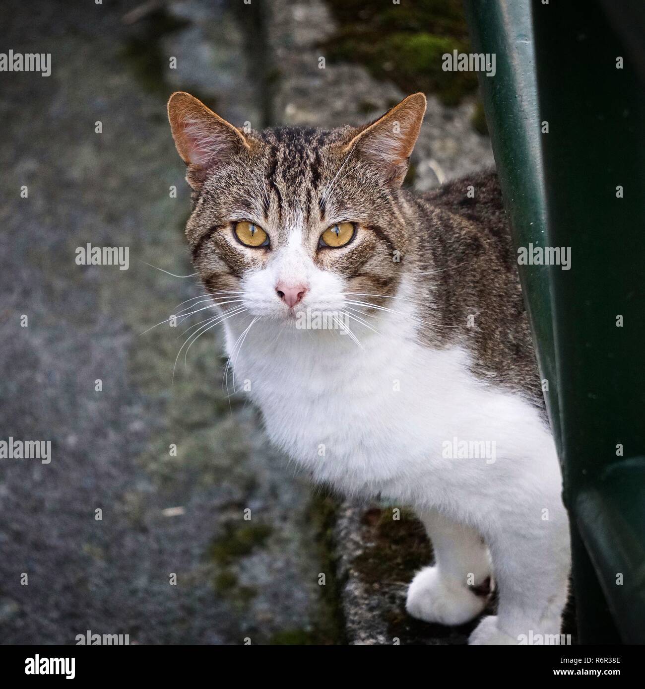 the beautiful cat portrait in the street Stock Photo - Alamy