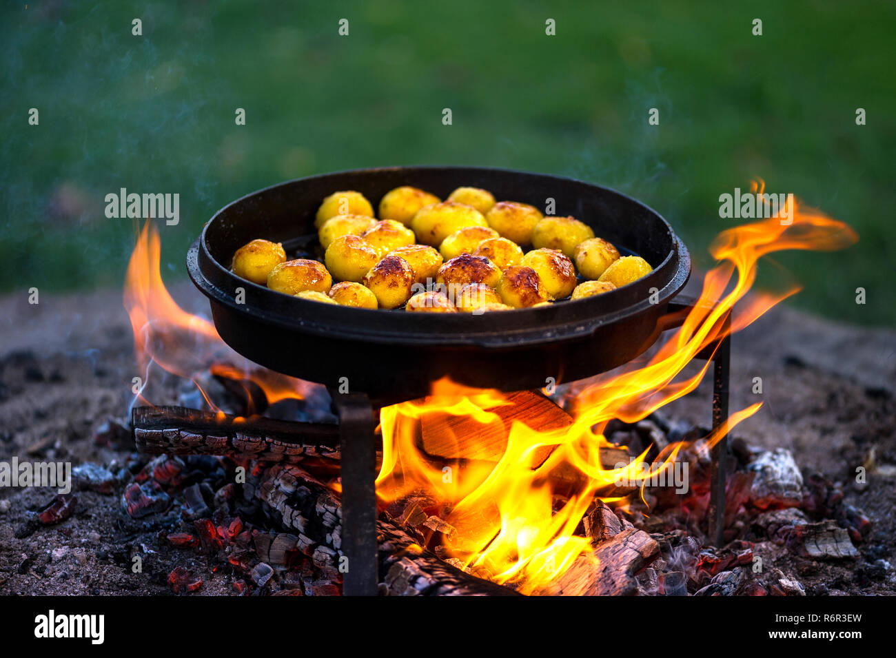 Campfire plant hi-res stock photography and images - Alamy