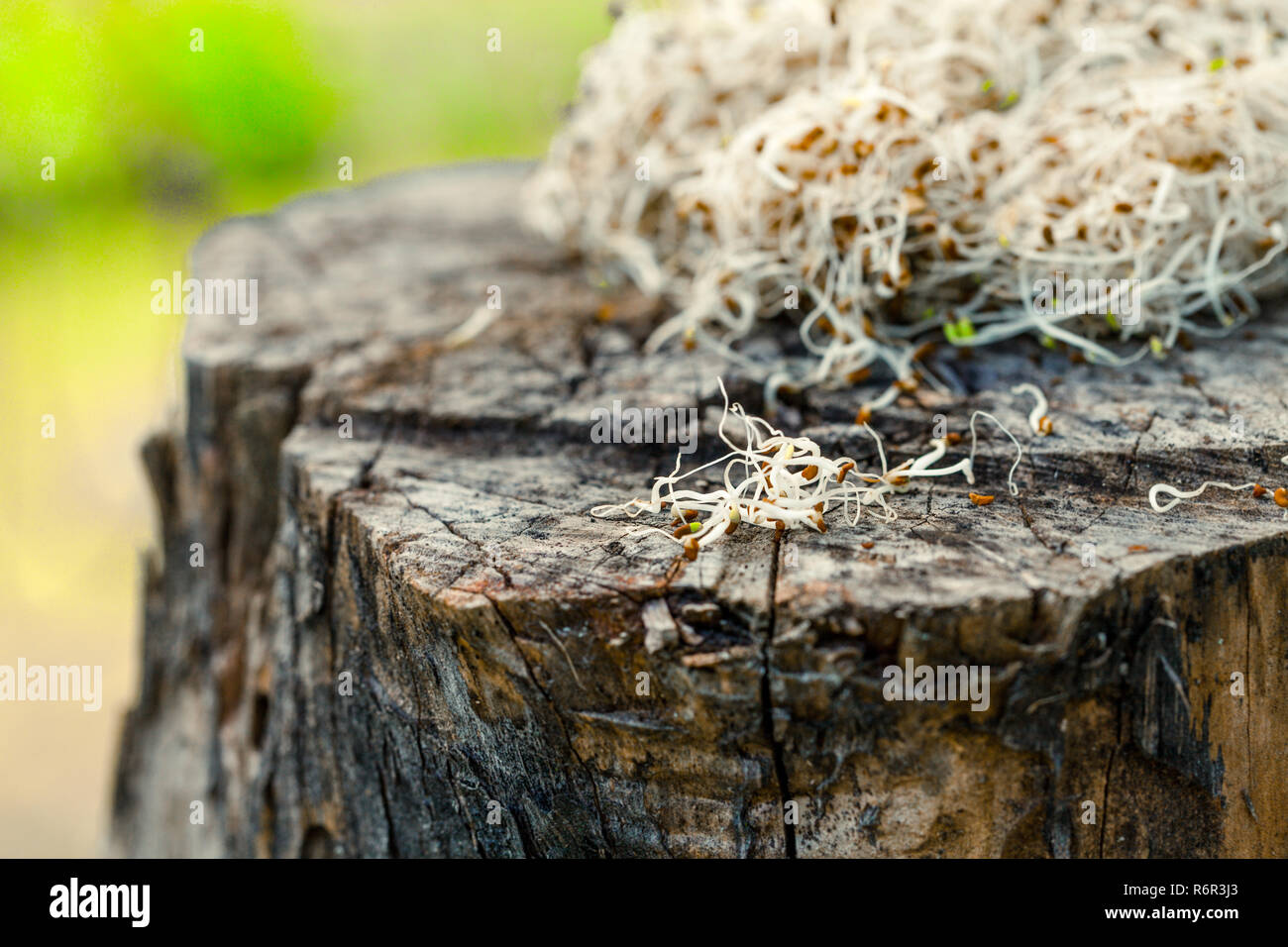 Soybean sprouts grow on hi-res stock photography and images - Alamy