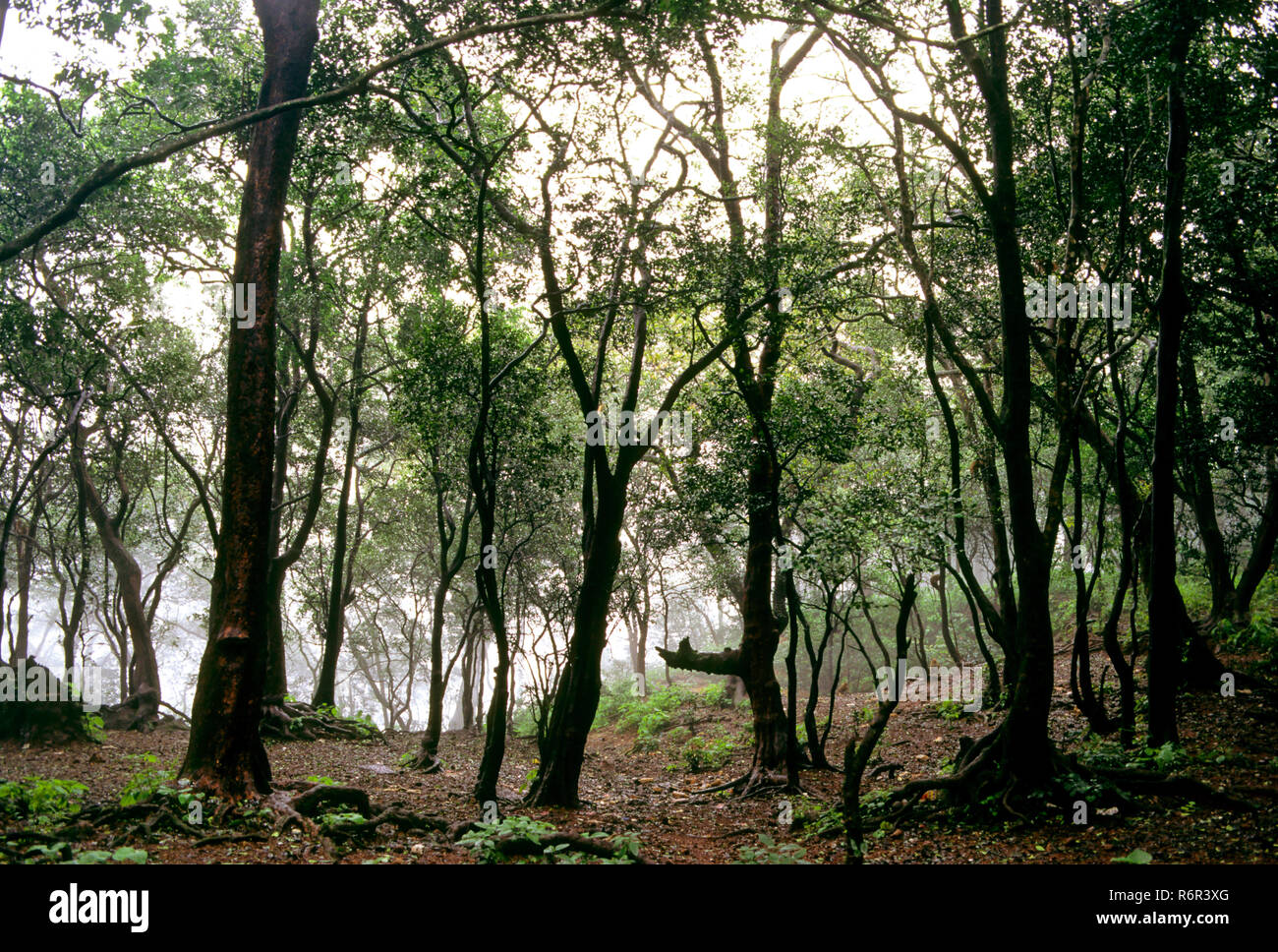 Trees at Matheran, Maharashtra, India Stock Photo - Alamy