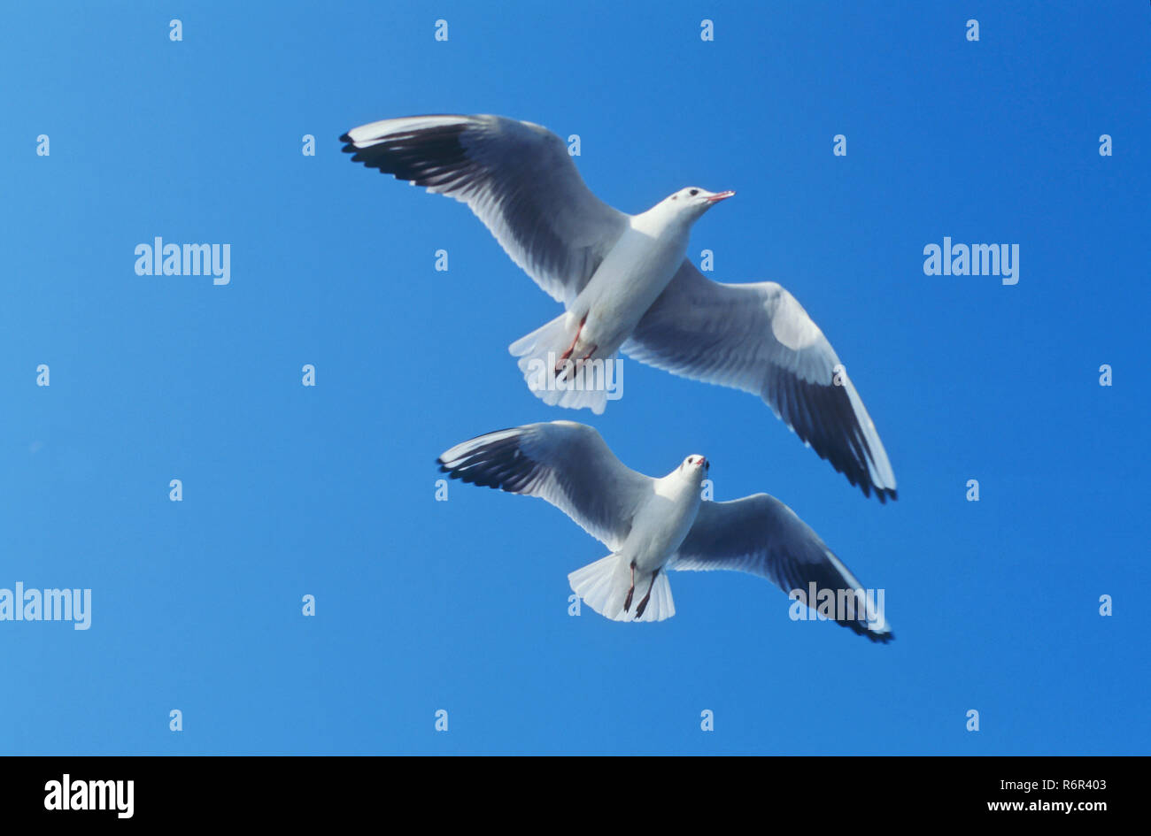 Two pairs of birds hi-res stock photography and images - Alamy