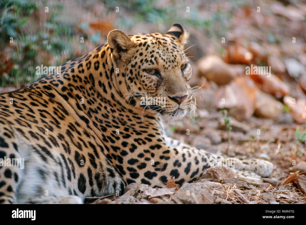 Indian leopards hi-res stock photography and images - Alamy