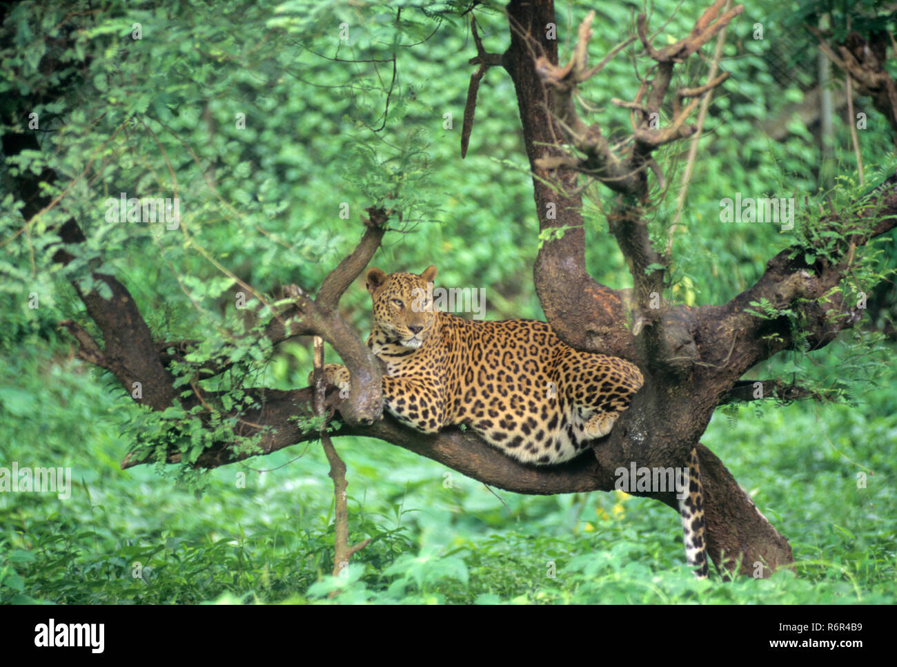 Leopard, Bombay mumbai, maharashtra, india Stock Photo - Alamy