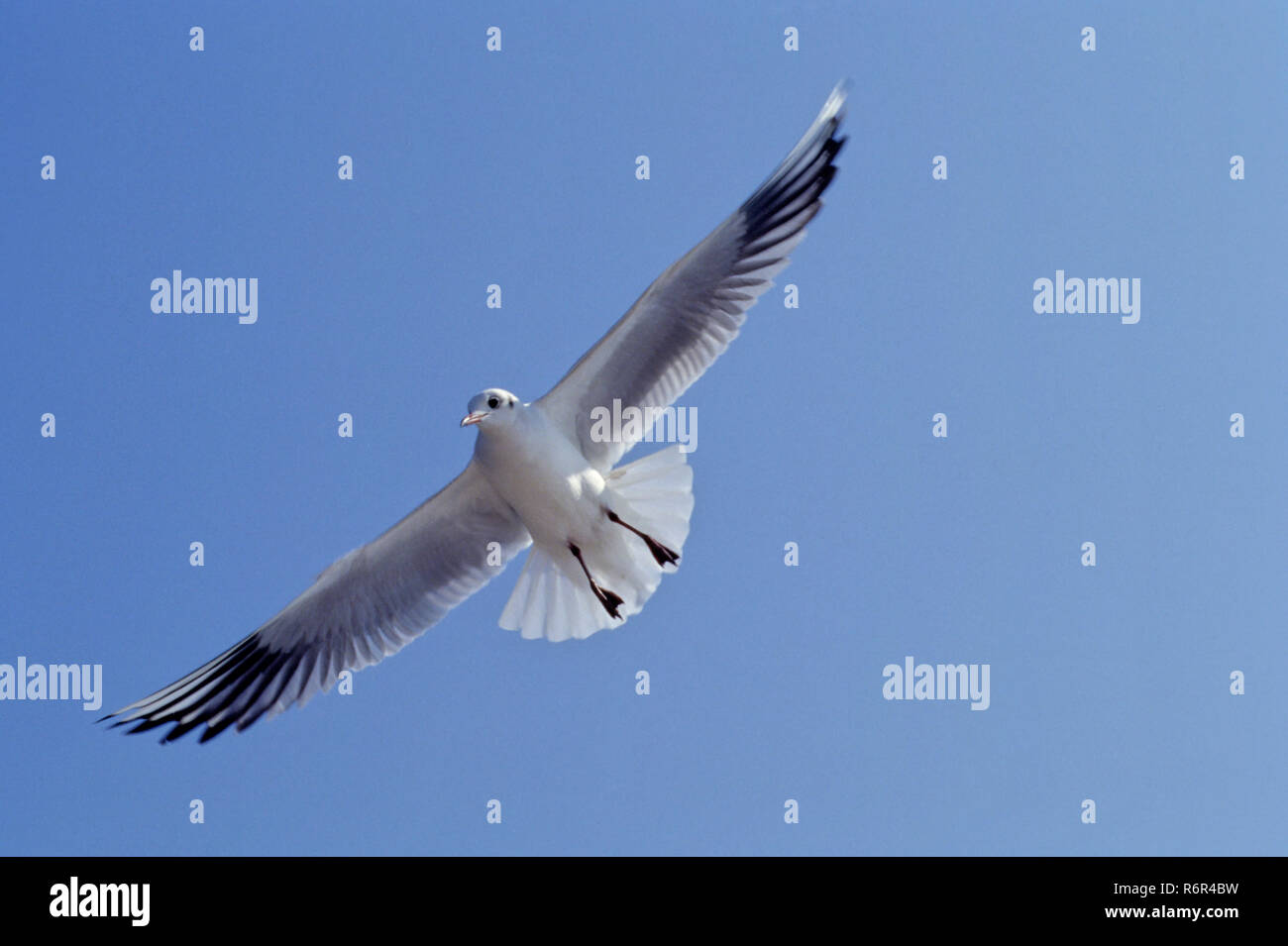Seagulls Flying, India Stock Photo - Alamy