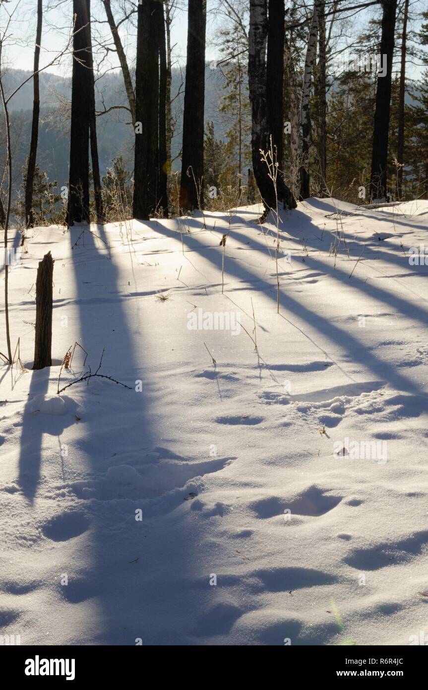 Long shadows of trees on the snow in the winter forest in Stolby Nature ...