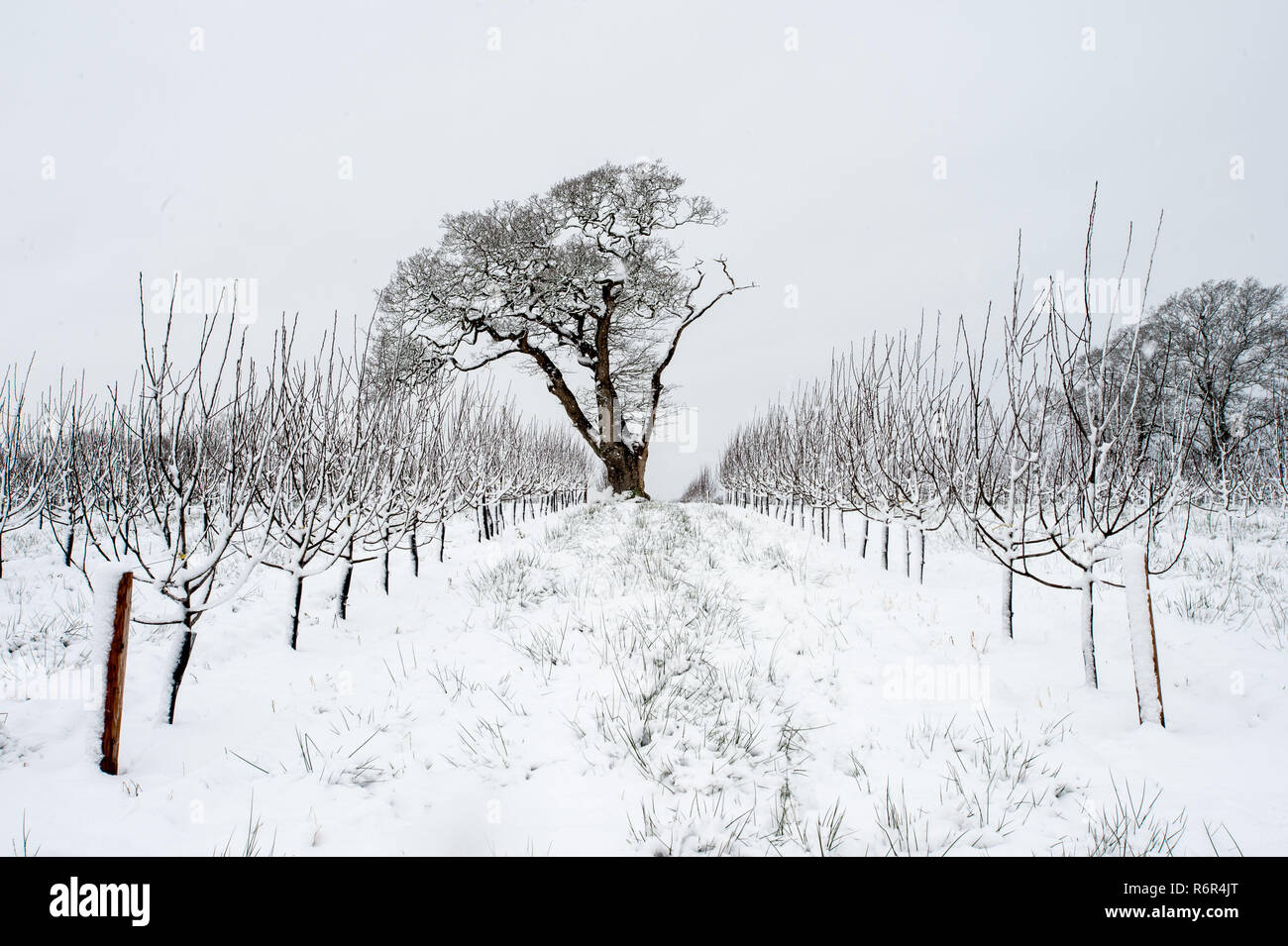 Young Cider Apple Trees in a snowy orchard in Somerset in Snow Stock ...