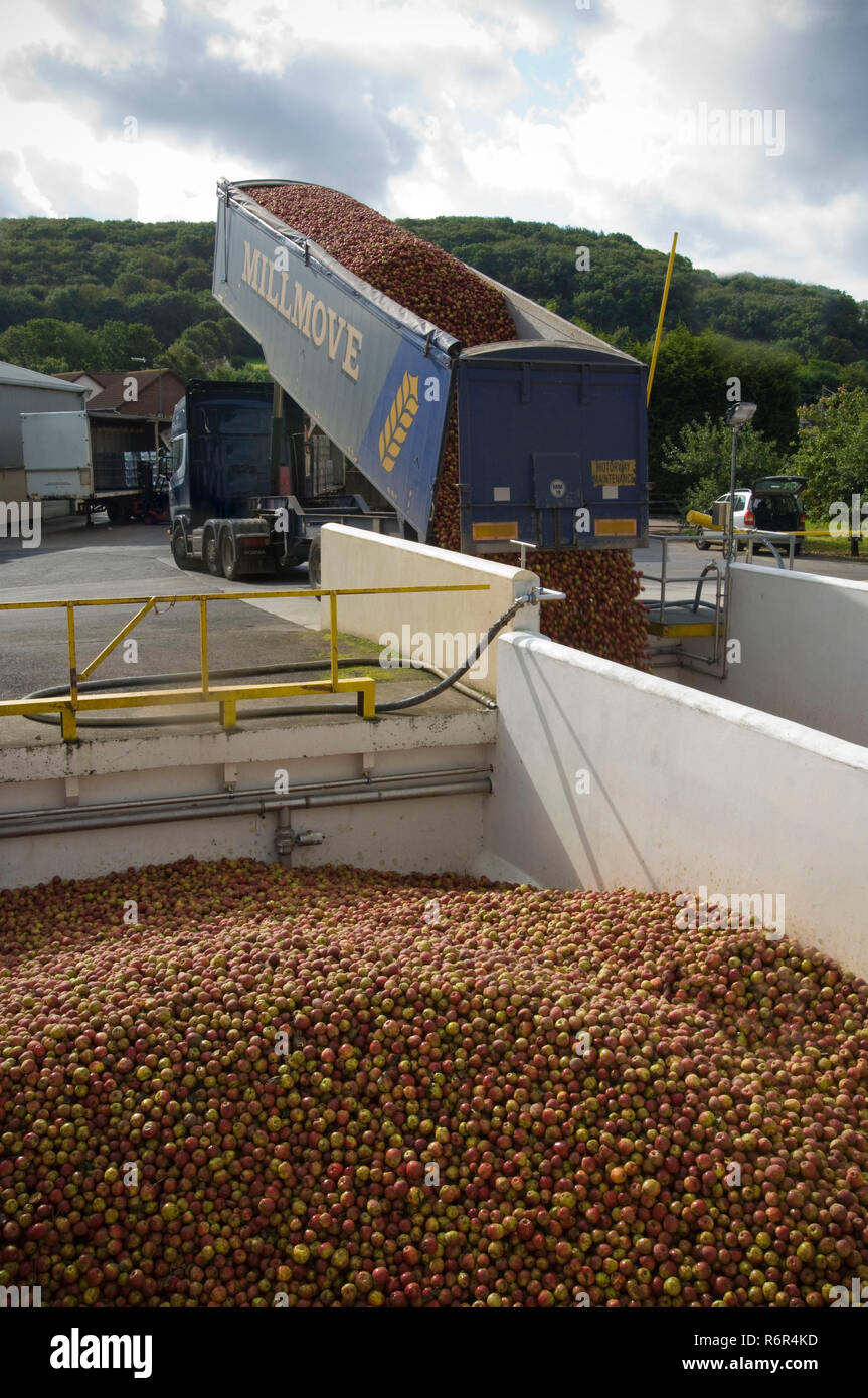 Off Loading Cider Apples into a large Apple Pit, Somerset Stock Photo ...