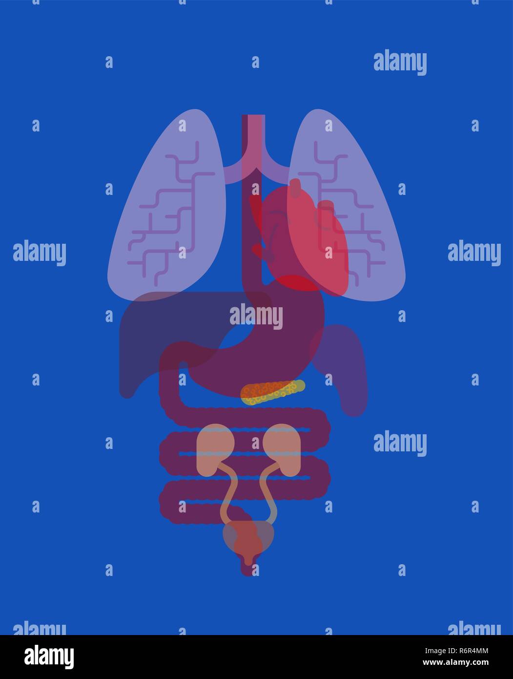 Internal organs X-ray human anatomy body. Heart and Lungs. Liver and ...