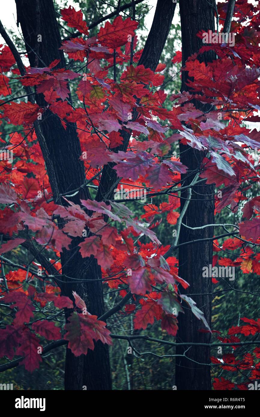 the red tree branches in the nature Stock Photo - Alamy
