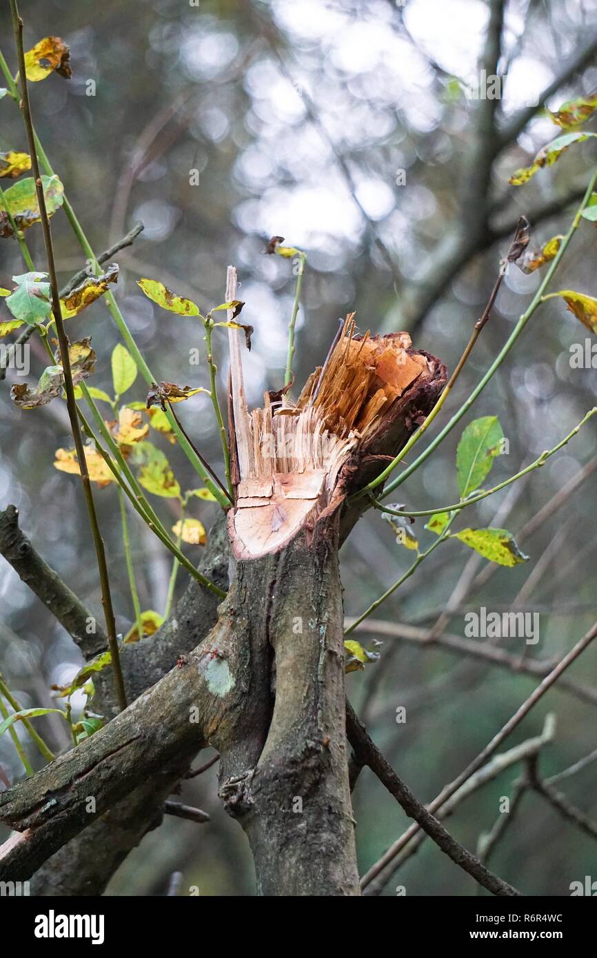 the colorful tree branches in the nature Stock Photo - Alamy