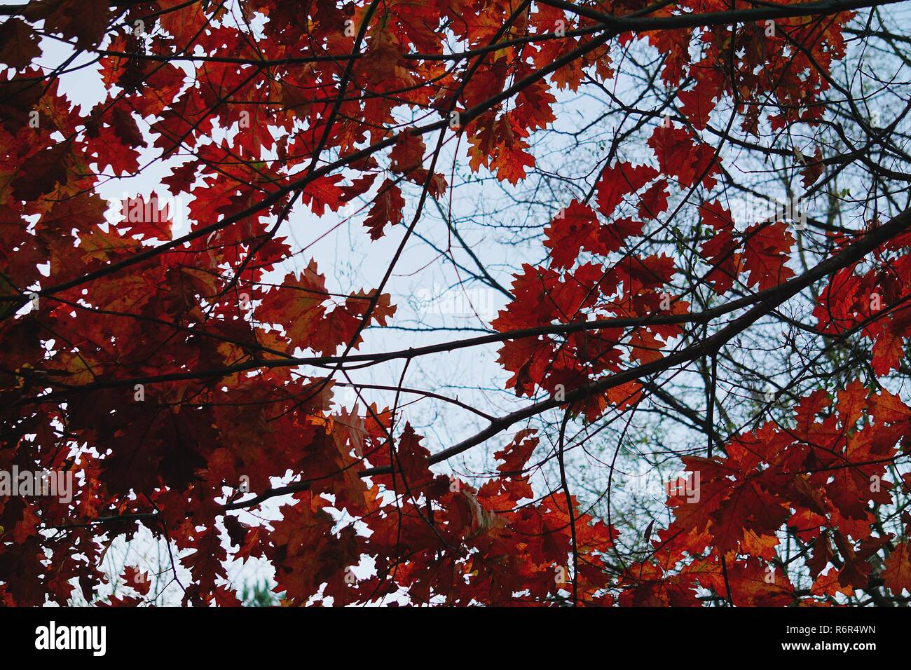 Red tree branches hi-res stock photography and images - Alamy