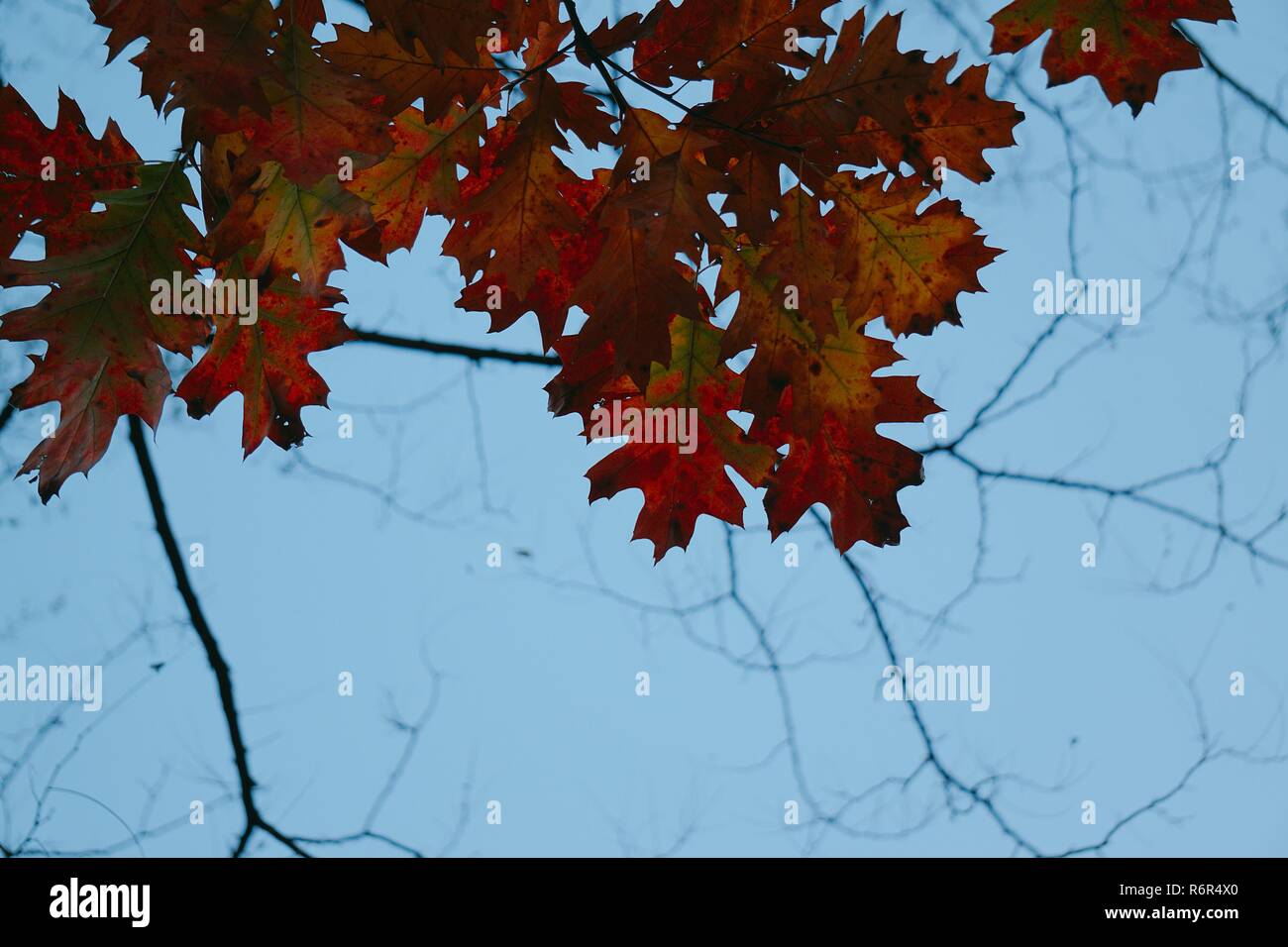 the red tree branches in the nature Stock Photo - Alamy