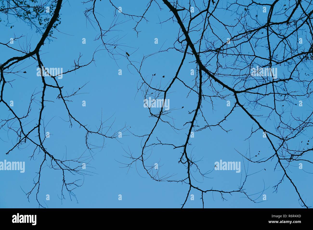 the colorful tree branches in the nature Stock Photo - Alamy