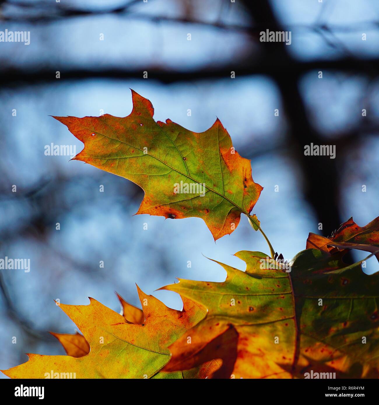 the colorful tree branches in the nature Stock Photo - Alamy