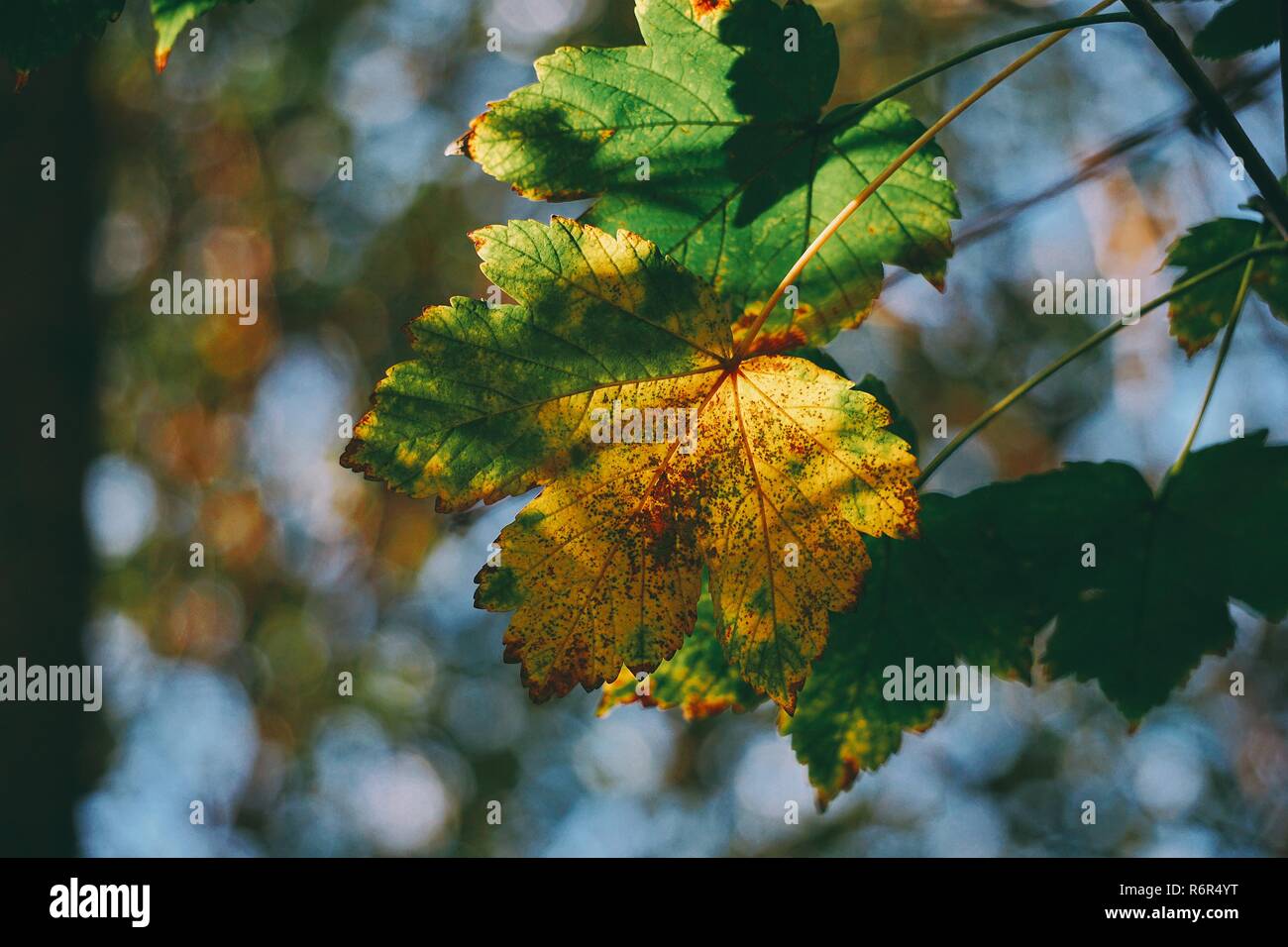 the colorful tree branches in the nature Stock Photo - Alamy
