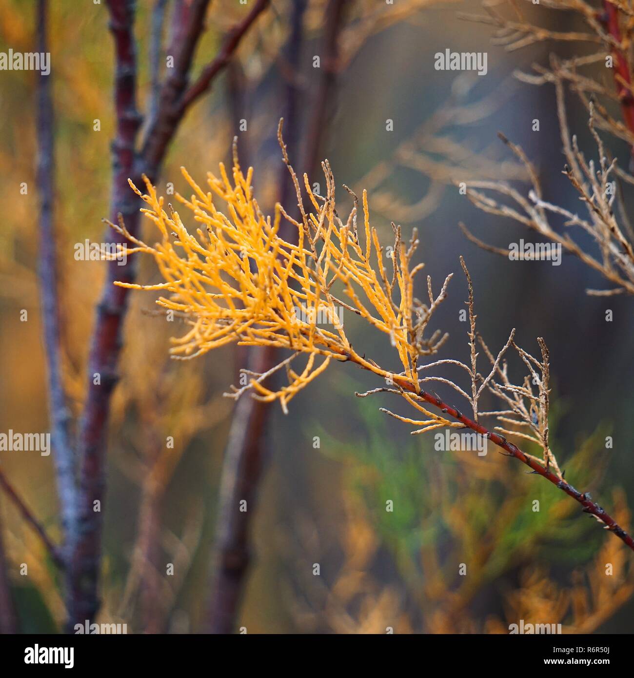 Colorful branches hi-res stock photography and images - Alamy