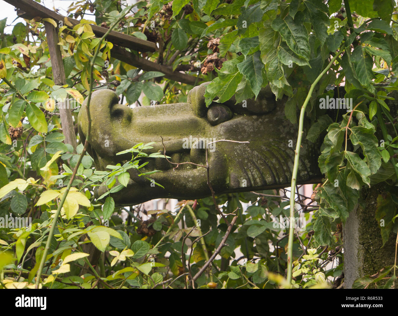 Picturesque old and mossy drainage spout, mythical animal, adoring ...