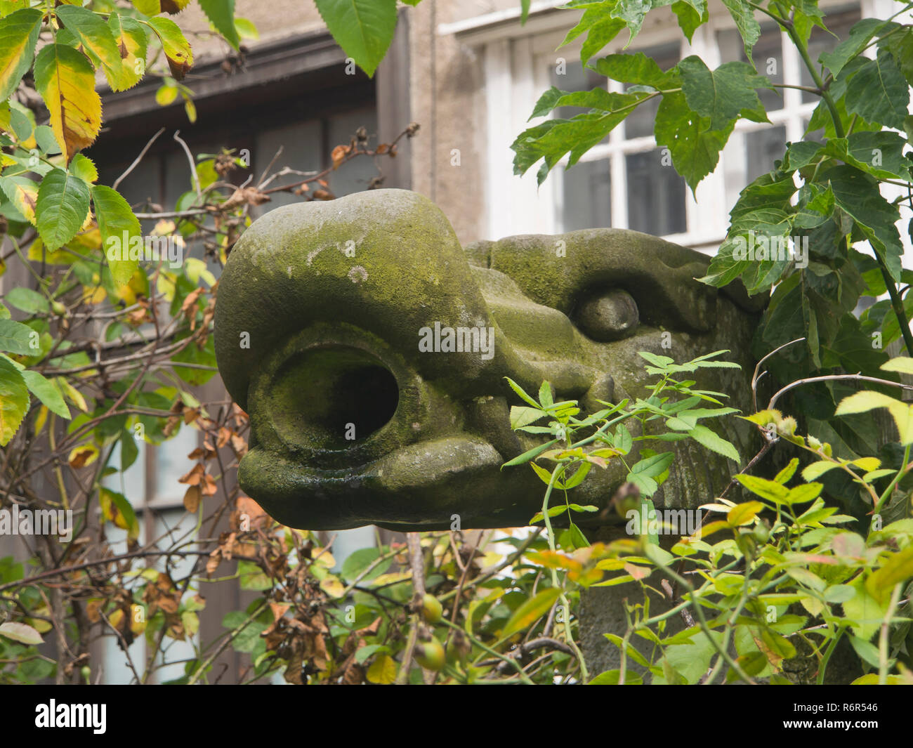 Picturesque old and mossy drainage spout, mythical animal, adoring ...
