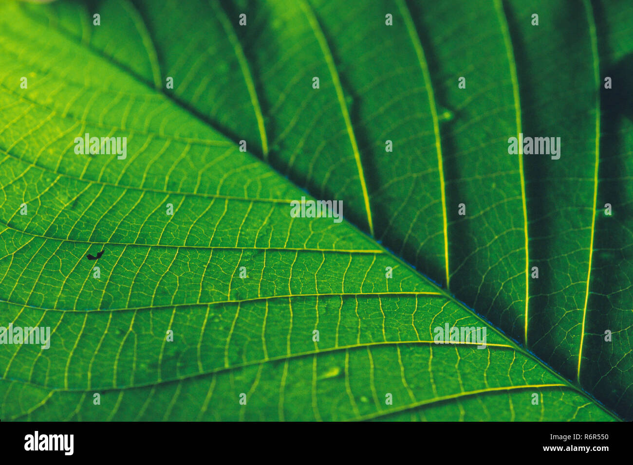 nature, abstract, india Stock Photo - Alamy