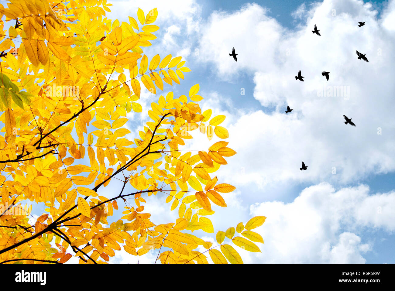 Flying birds and tree Stock Photo - Alamy