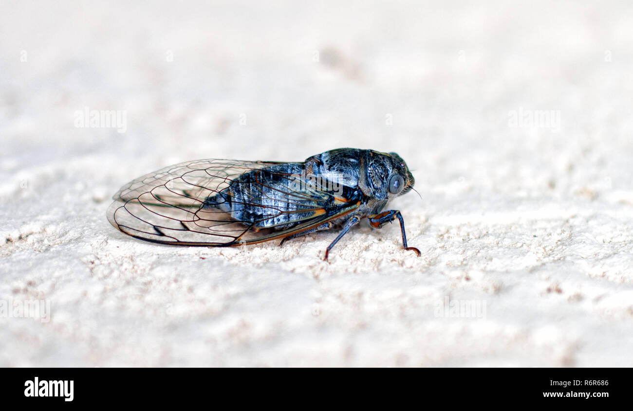 large cicada on a stone wall Stock Photo - Alamy