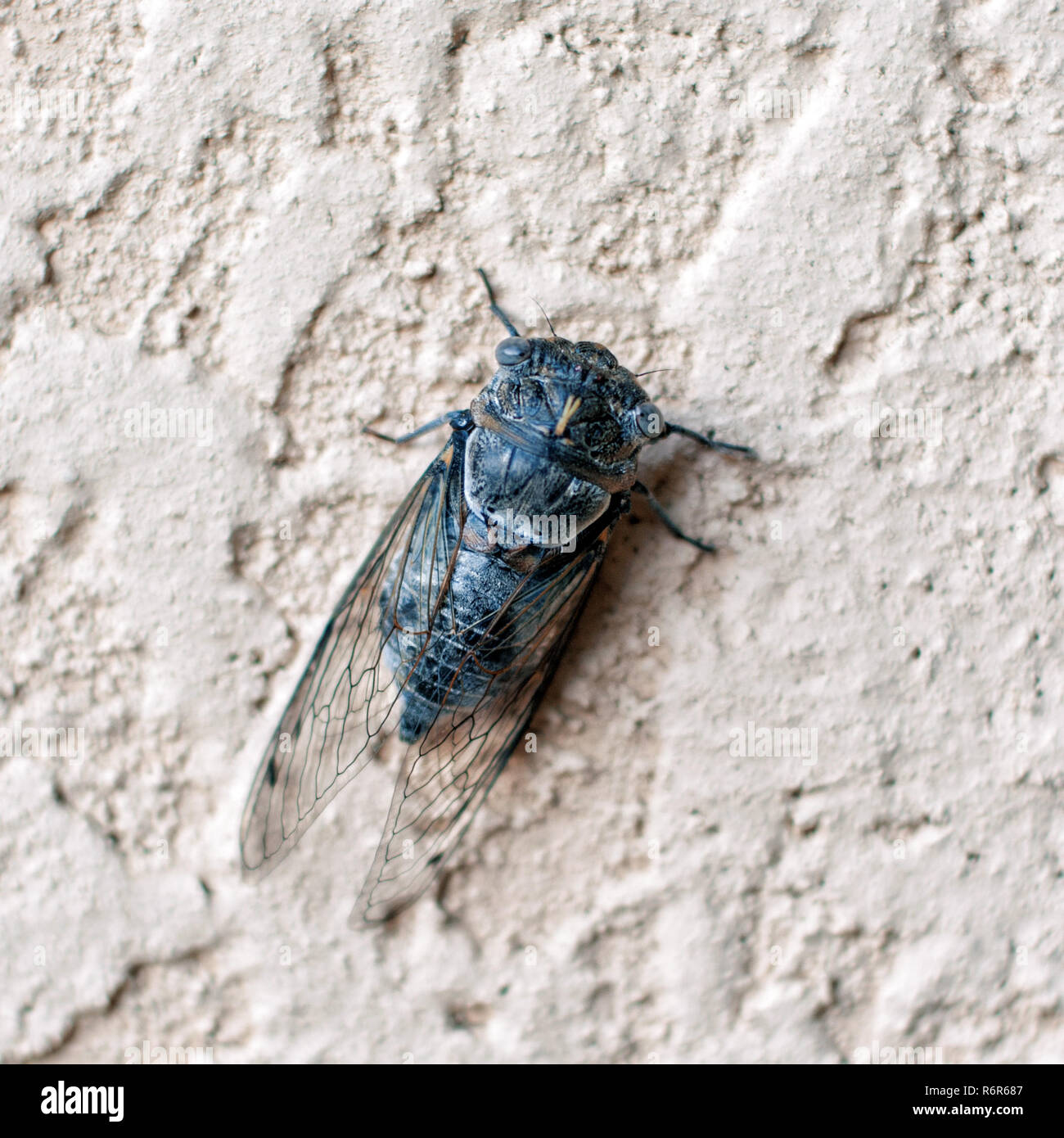 large cicada on a stone wall Stock Photo - Alamy