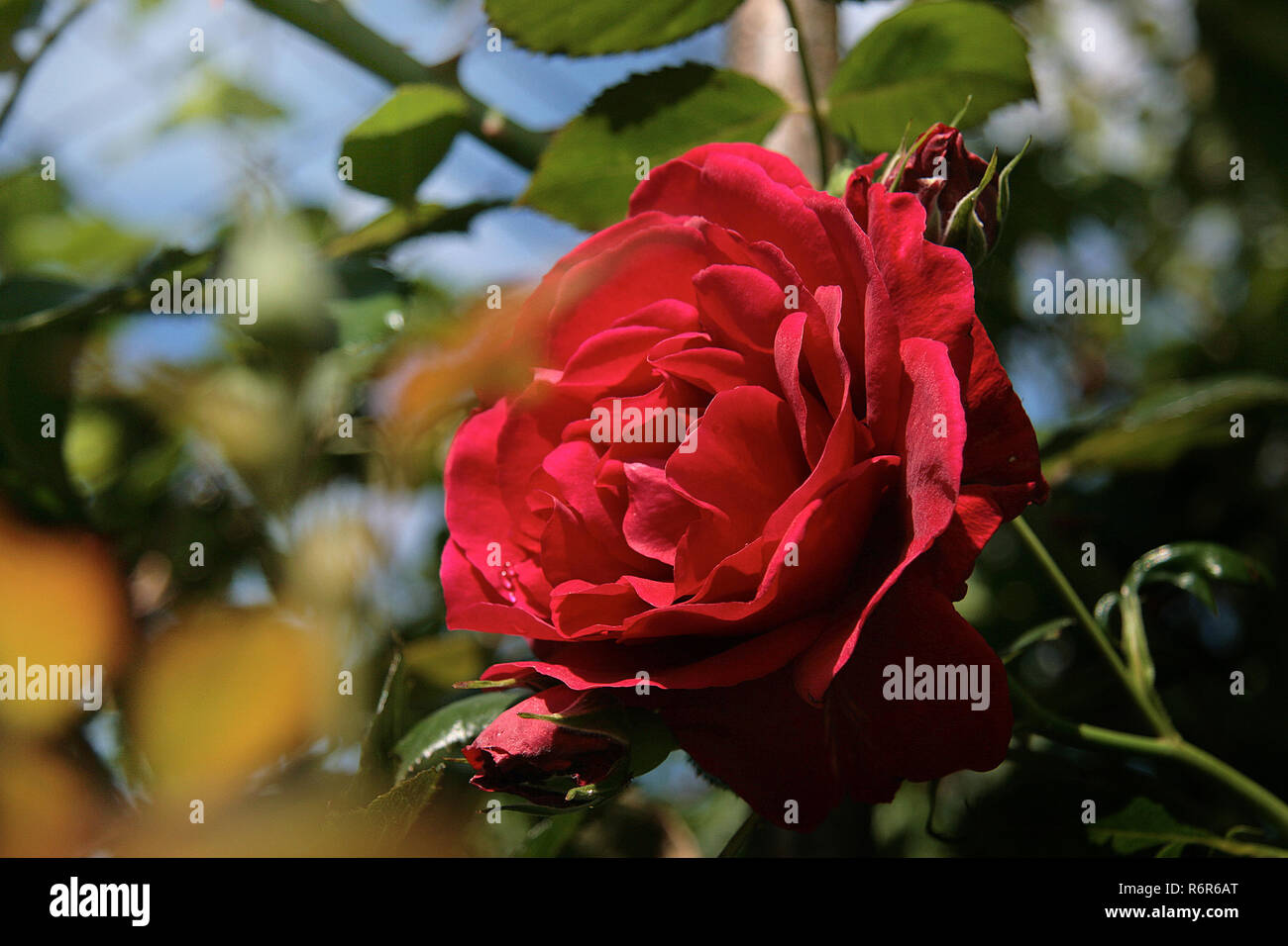 Bright red rose flower Stock Photo - Alamy