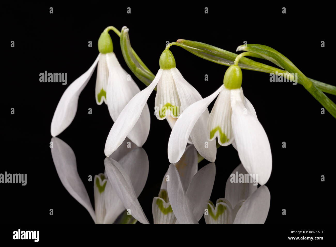White spring flowers of snowdrop isolated on black background, mirror ...