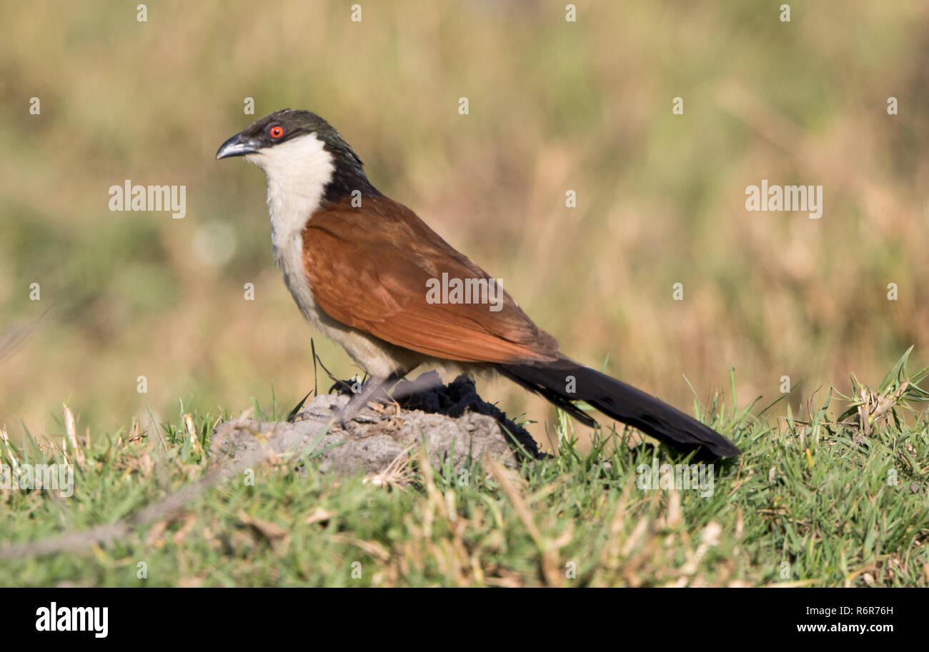 Senegal Coucal (Centropus senegalensis Stock Photo - Alamy