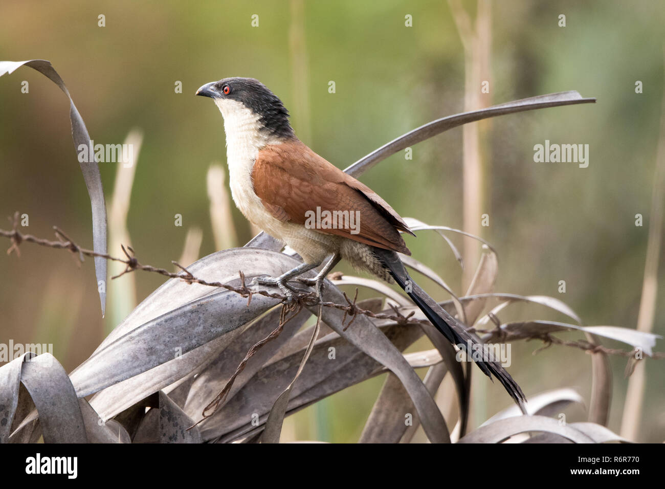 Senegal Coucal (Centropus senegalensis Stock Photo - Alamy