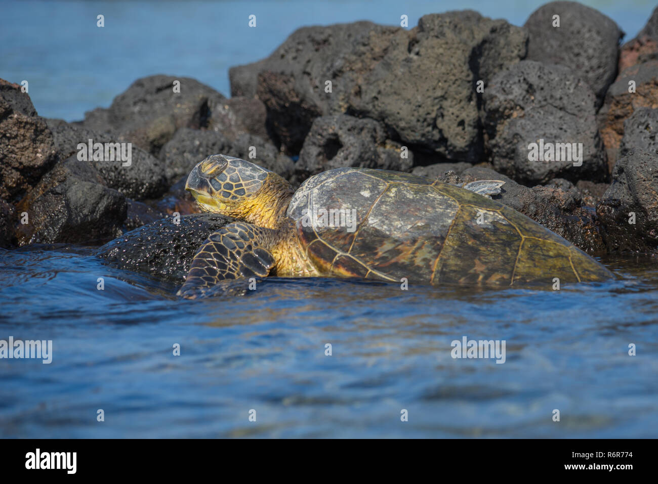 Sleeping Green Sea Turtle Stock Photo - Alamy