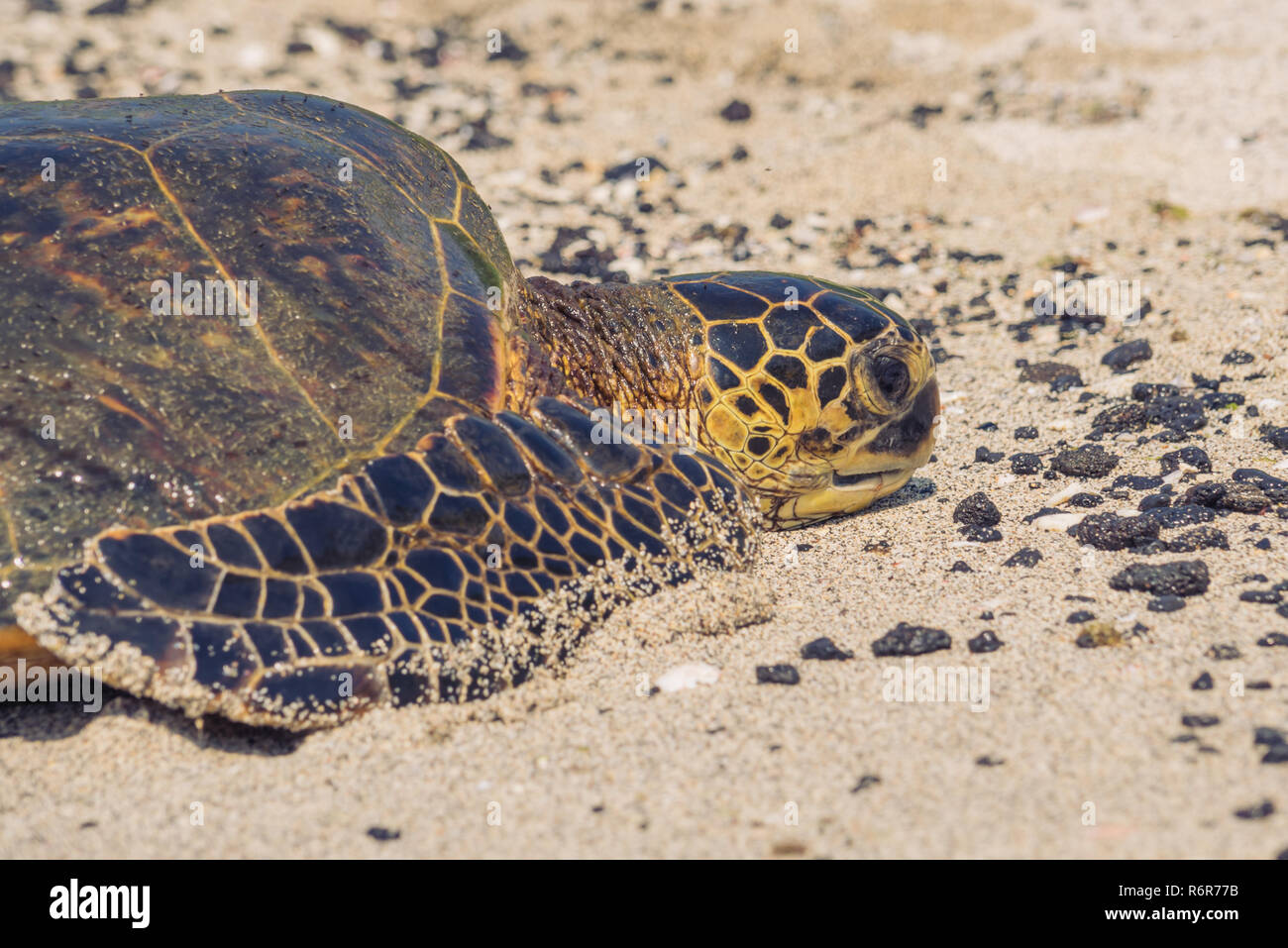 Close-up of a Green Sea Turtle Stock Photo - Alamy