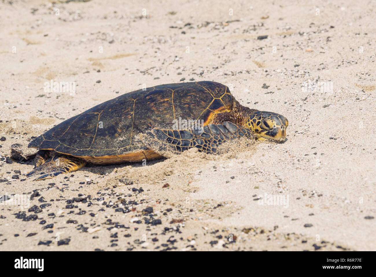 Turtle on beach hi-res stock photography and images - Alamy