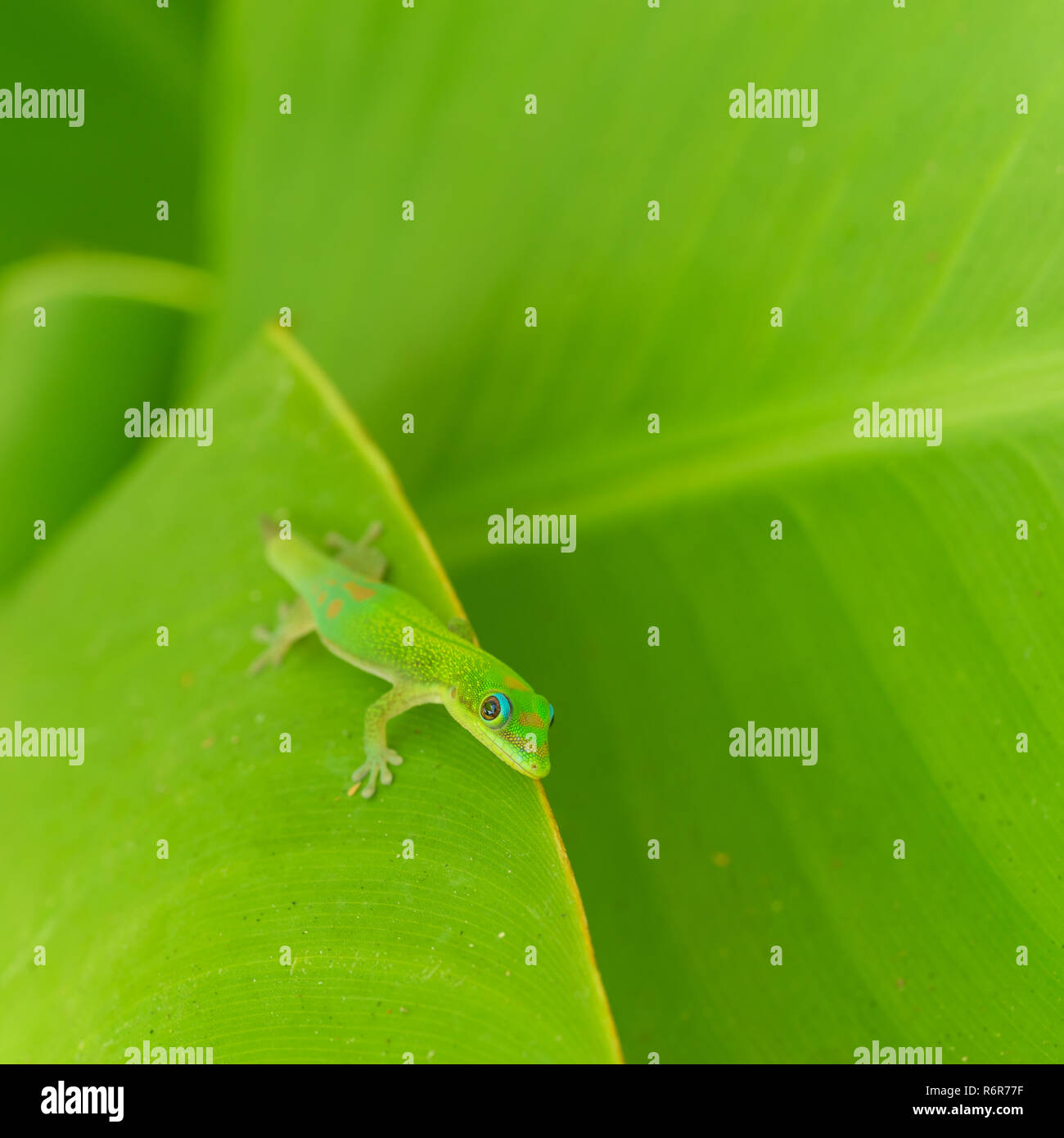 Gold Dust Day Gecko with Missing Tail Macro Stock Photo - Alamy