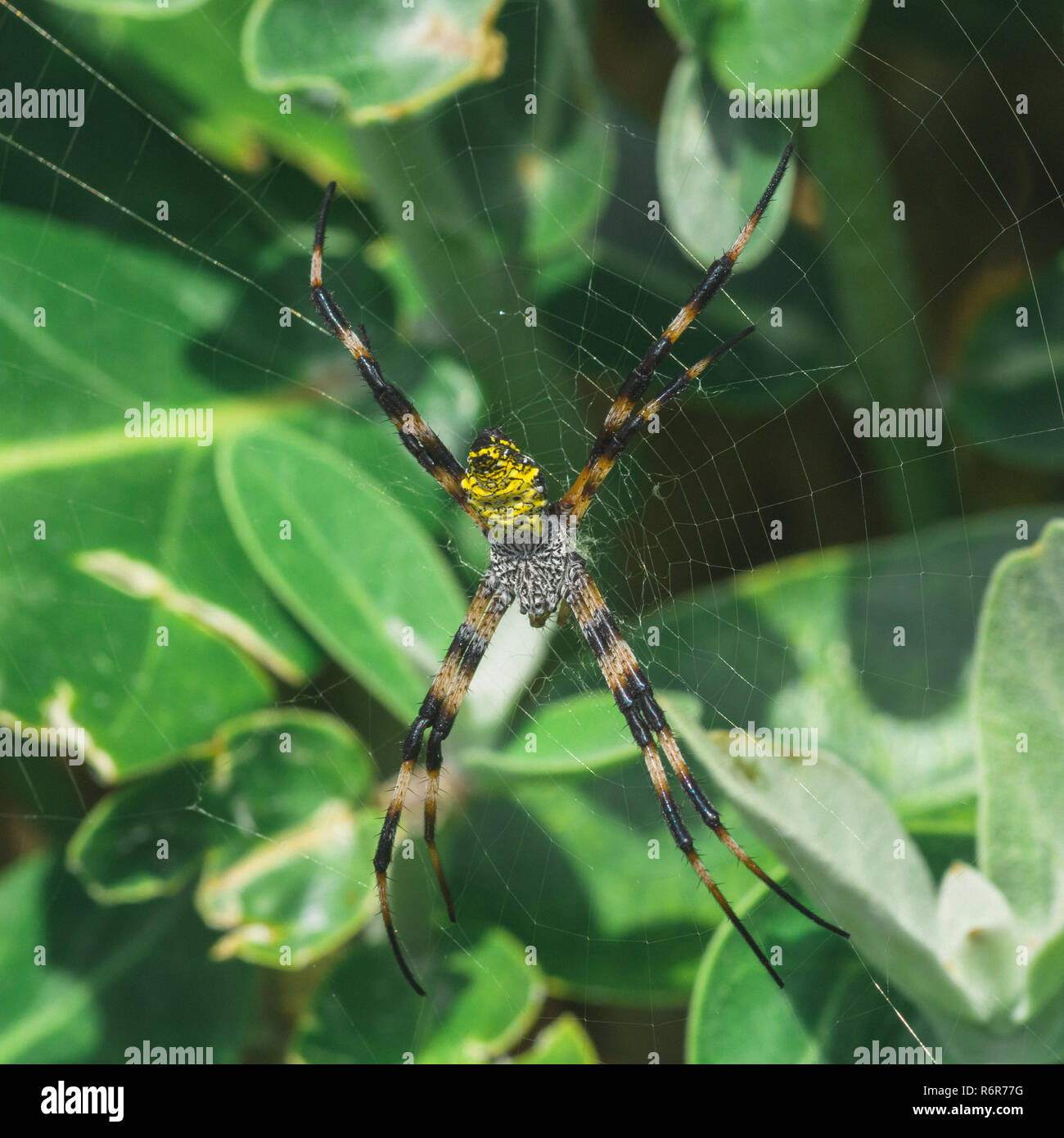 Garden Spider Hawaii