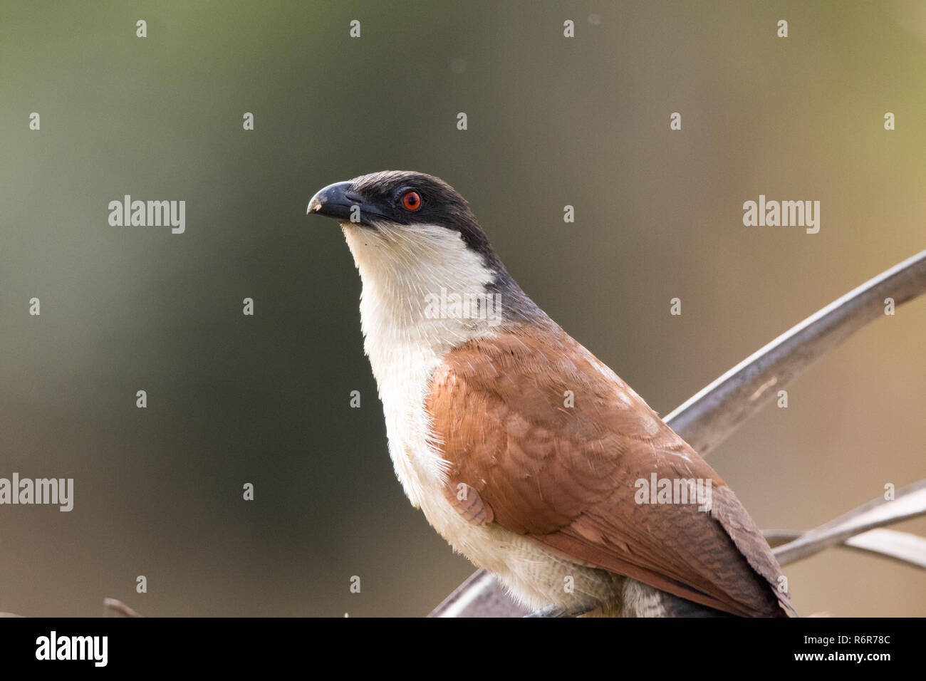 Senegal Coucal (Centropus senegalensis Stock Photo - Alamy